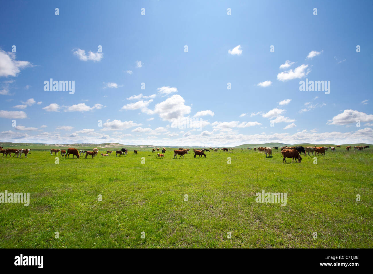 A field of cattle grazing Stock Photo - Alamy