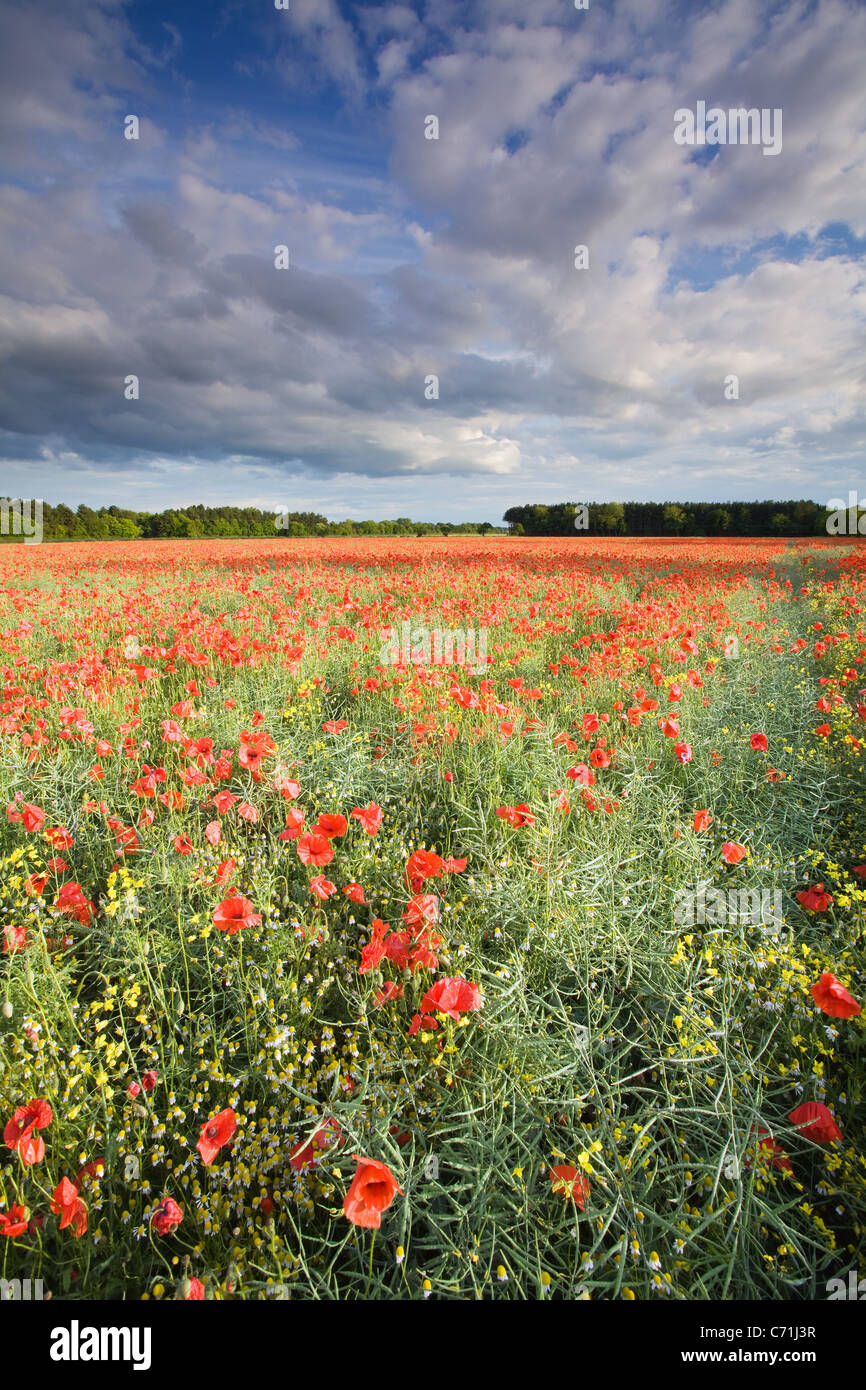 June countryside hi-res stock photography and images - Alamy