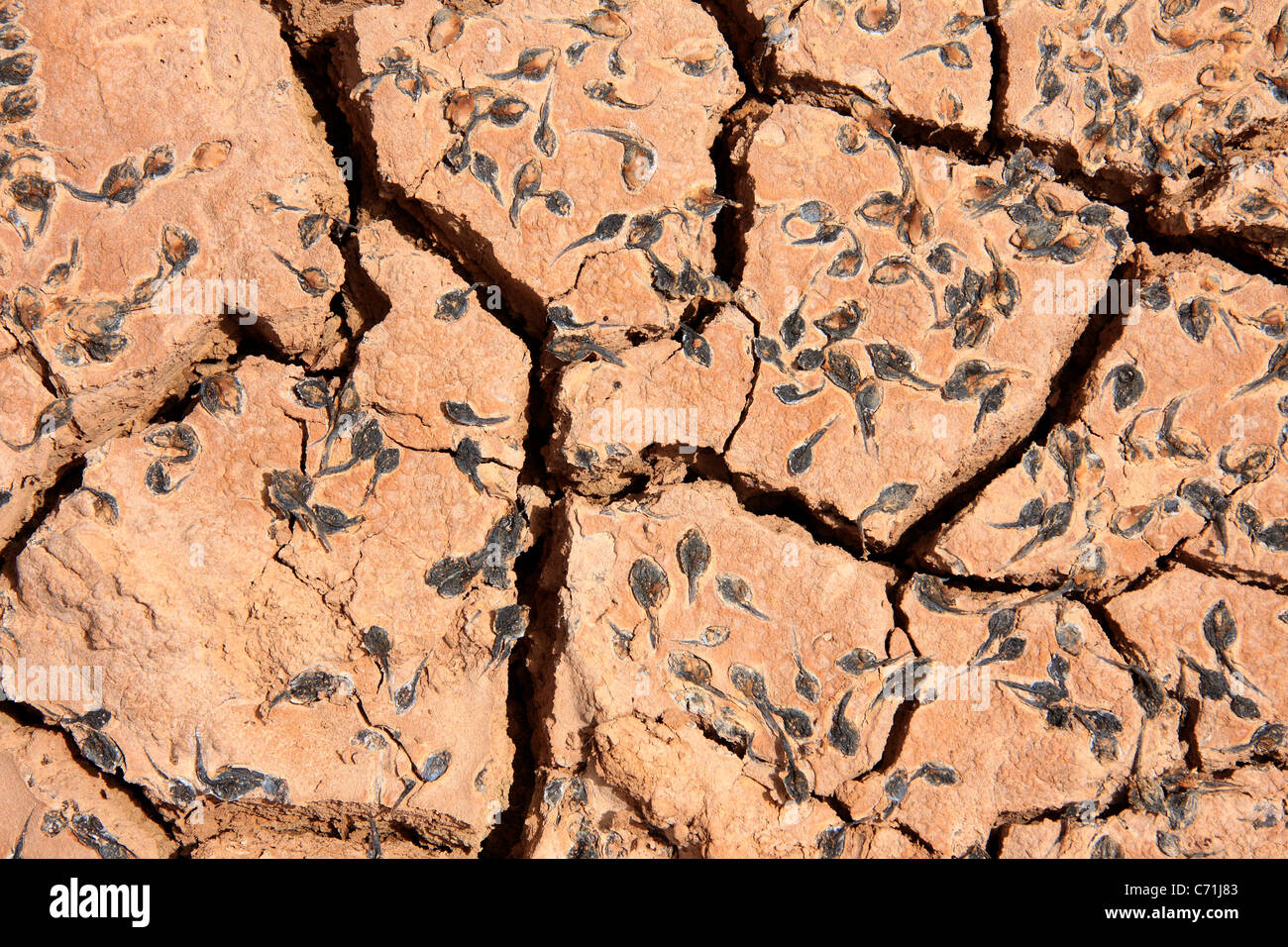 Detail dry arid cracked baked earth near Agadir, Morocco Stock Photo ...