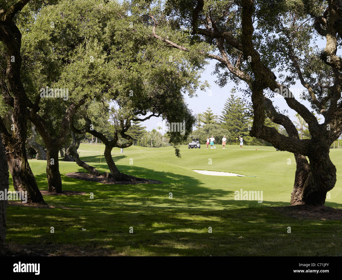 cork oaks on the Royal Golf Club ,Valderrama,Andalusia,Spain Stock ...