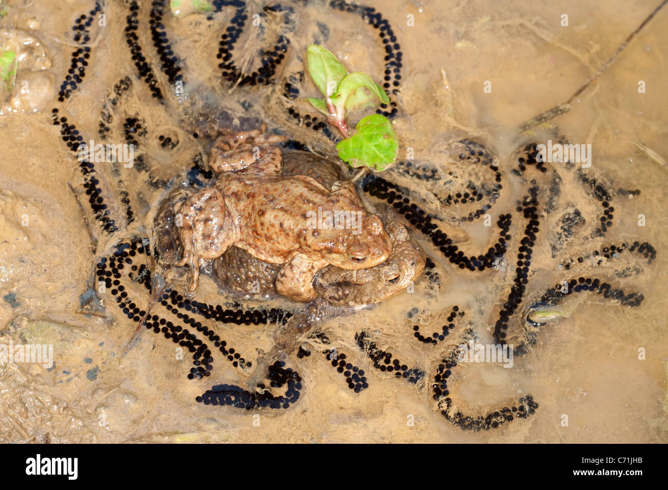 Toad amplexus spawn uk hi-res stock photography and images - Alamy
