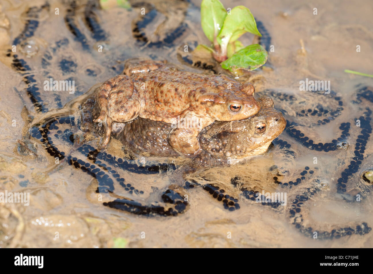 Toad spawn hi-res stock photography and images - Alamy