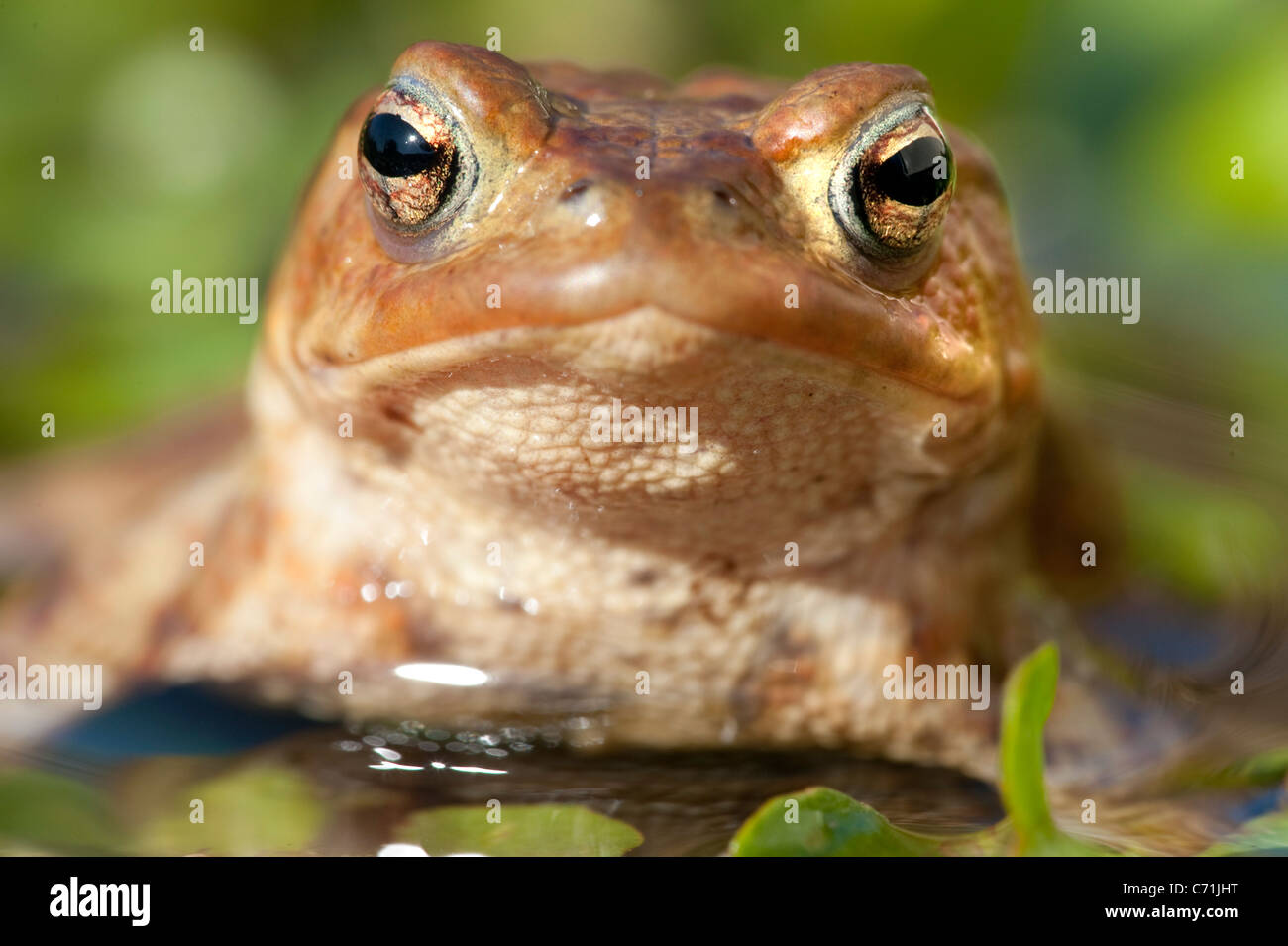 Toad face hi-res stock photography and images - Alamy