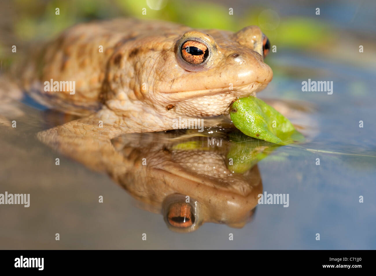 Common Toad Bufo bufo UK Stock Photo - Alamy