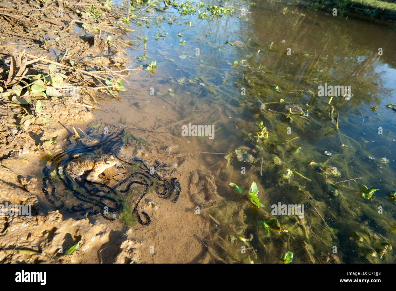 Toad spawn hi-res stock photography and images - Alamy
