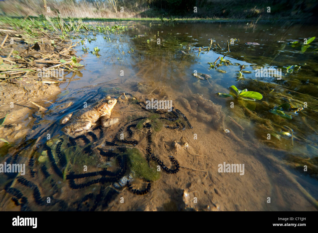 Toad spawn pond hi-res stock photography and images - Alamy