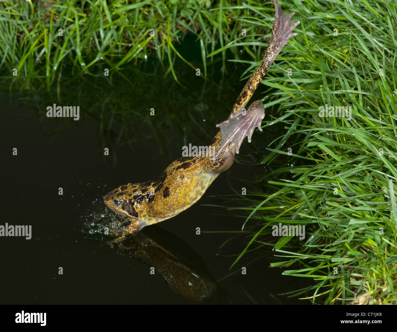 Common Frog Rana temporaria leaping into pond UK Stock Photo - Alamy
