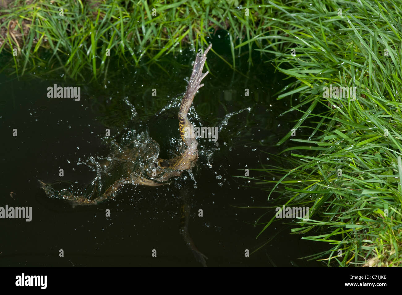 Frog jumping pond hi-res stock photography and images - Alamy
