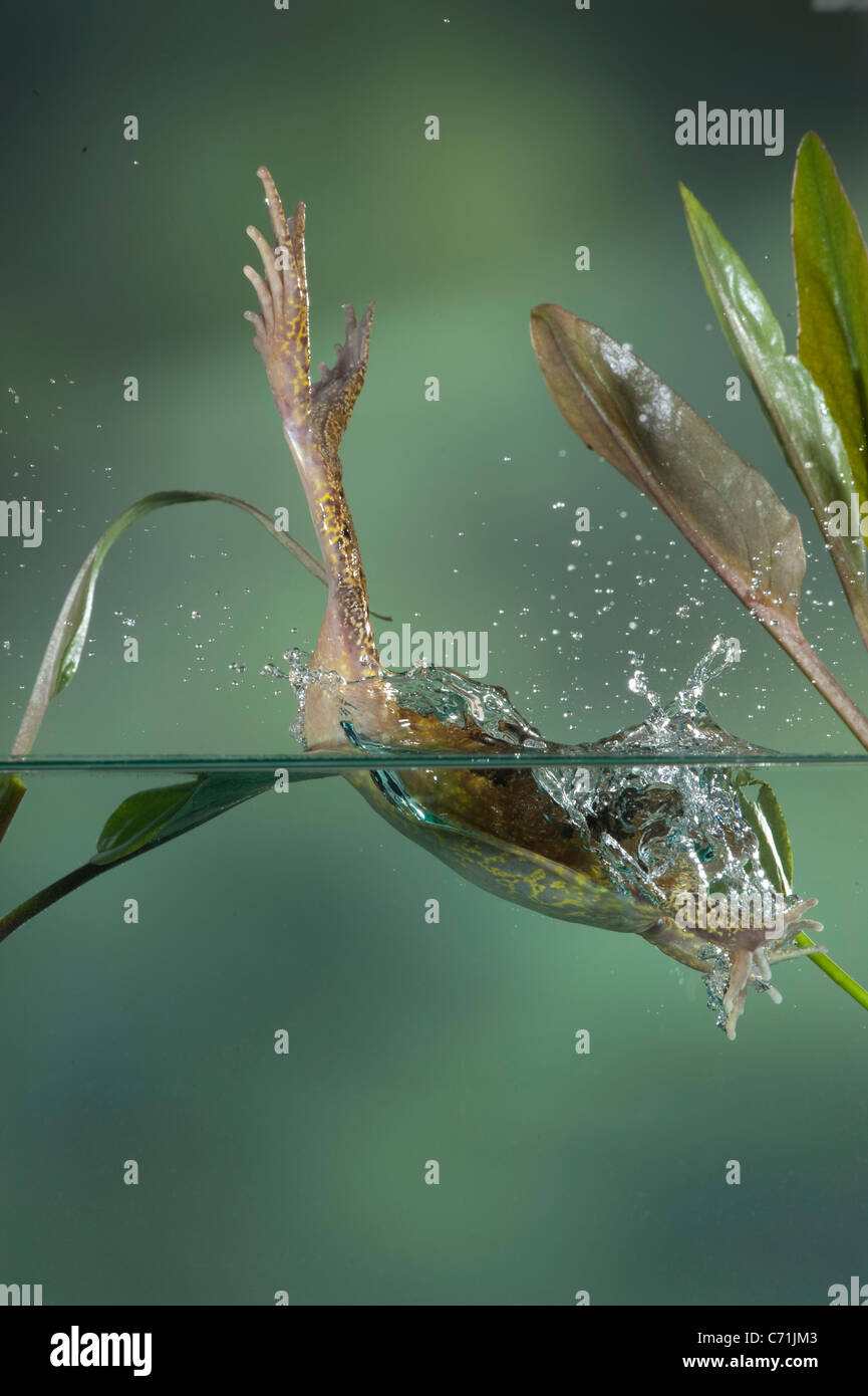 Frog jumping pond hi-res stock photography and images - Alamy