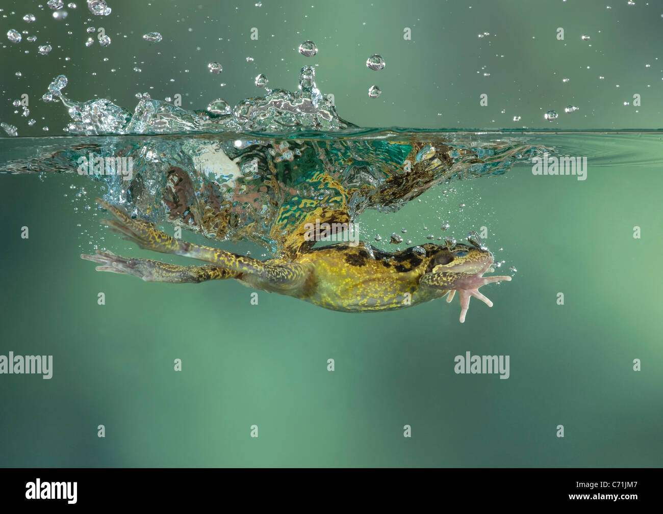 Frog Jumping Pond High Resolution Stock Photography and Images - Alamy