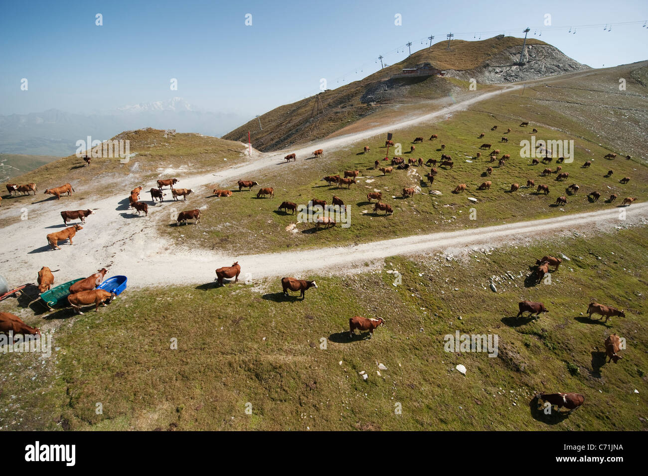Tarentaise dairy cattle grazing on summer pasture at 8000ft in the ...
