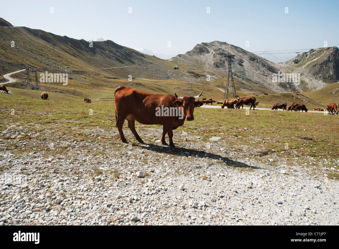 Tarentaise dairy cattle grazing on summer pasture at 8000ft in the ...