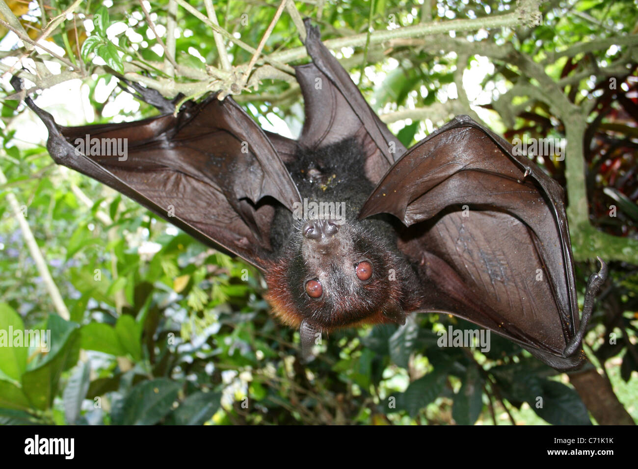 Large Flying Fox Pteropus vampyrus Stock Photo - Alamy