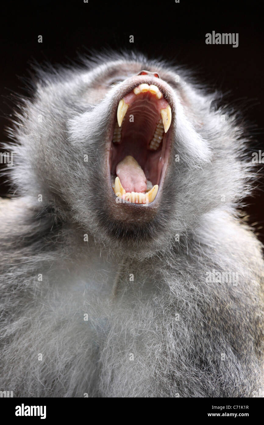 Yawning Crab-eating Macaque Macaca fascicularis Stock Photo - Alamy