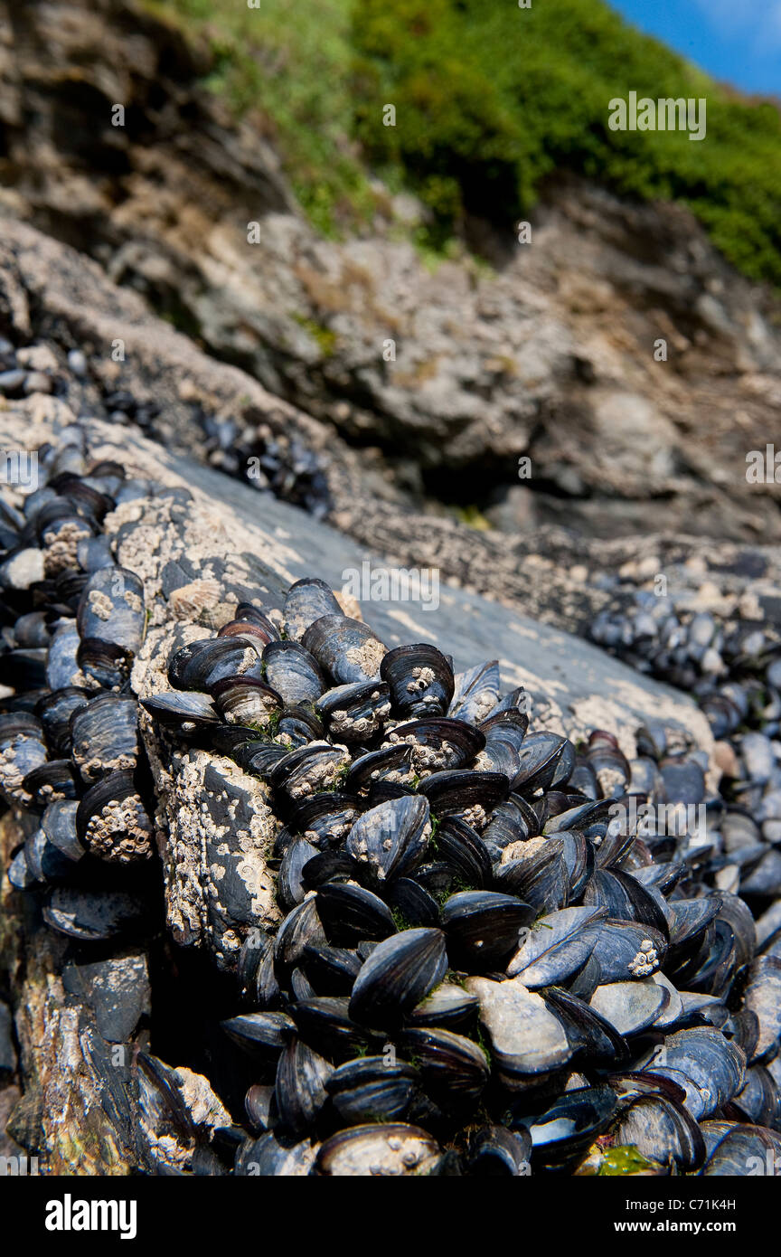 Intertidal zone mussels hi-res stock photography and images - Alamy