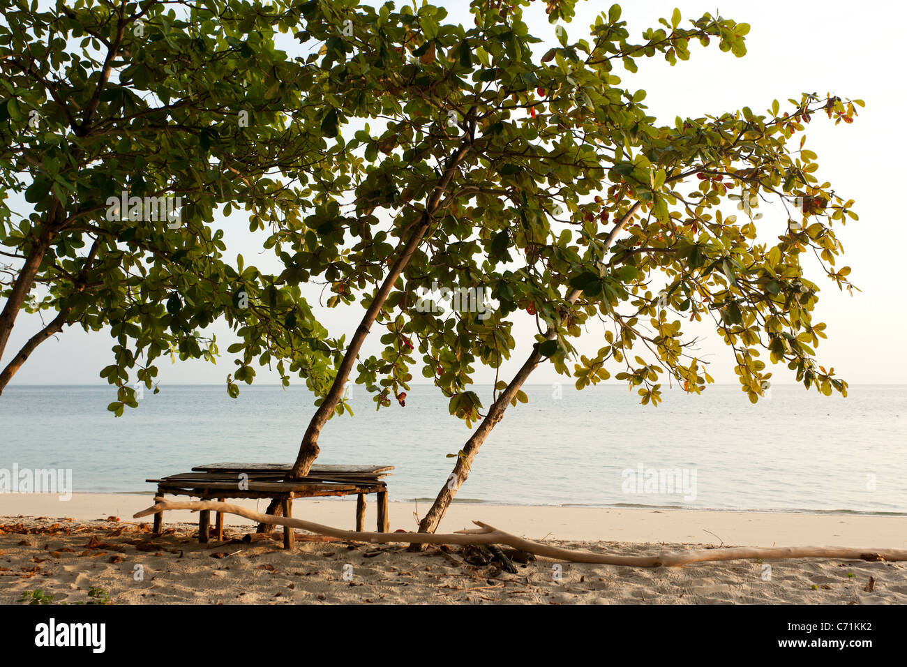 tropical coastline with bending sea almond trees Terminalia catappa ...