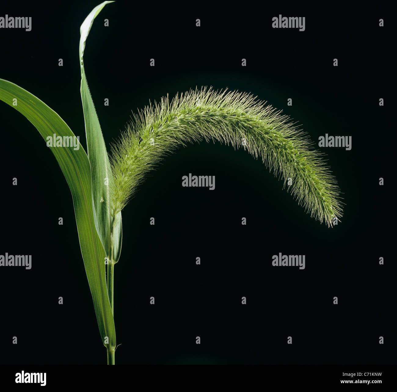 Giant foxtail (Setaria faberi) drooping flower spike Stock Photo - Alamy