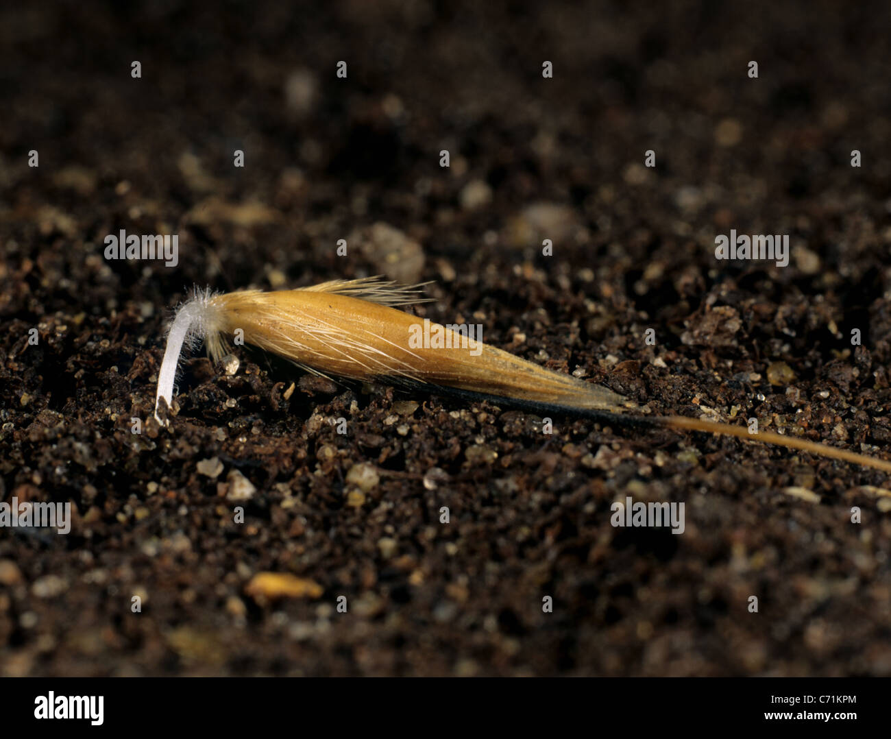 Wild oat (Avena fatua) seed beginning to germinate with root entering ...