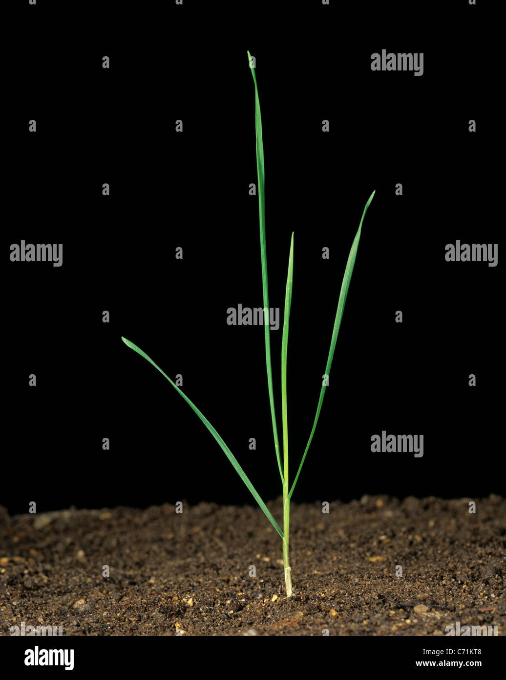 False oat or onion couch (Arrhenatherum elatius) seedling plant with ...