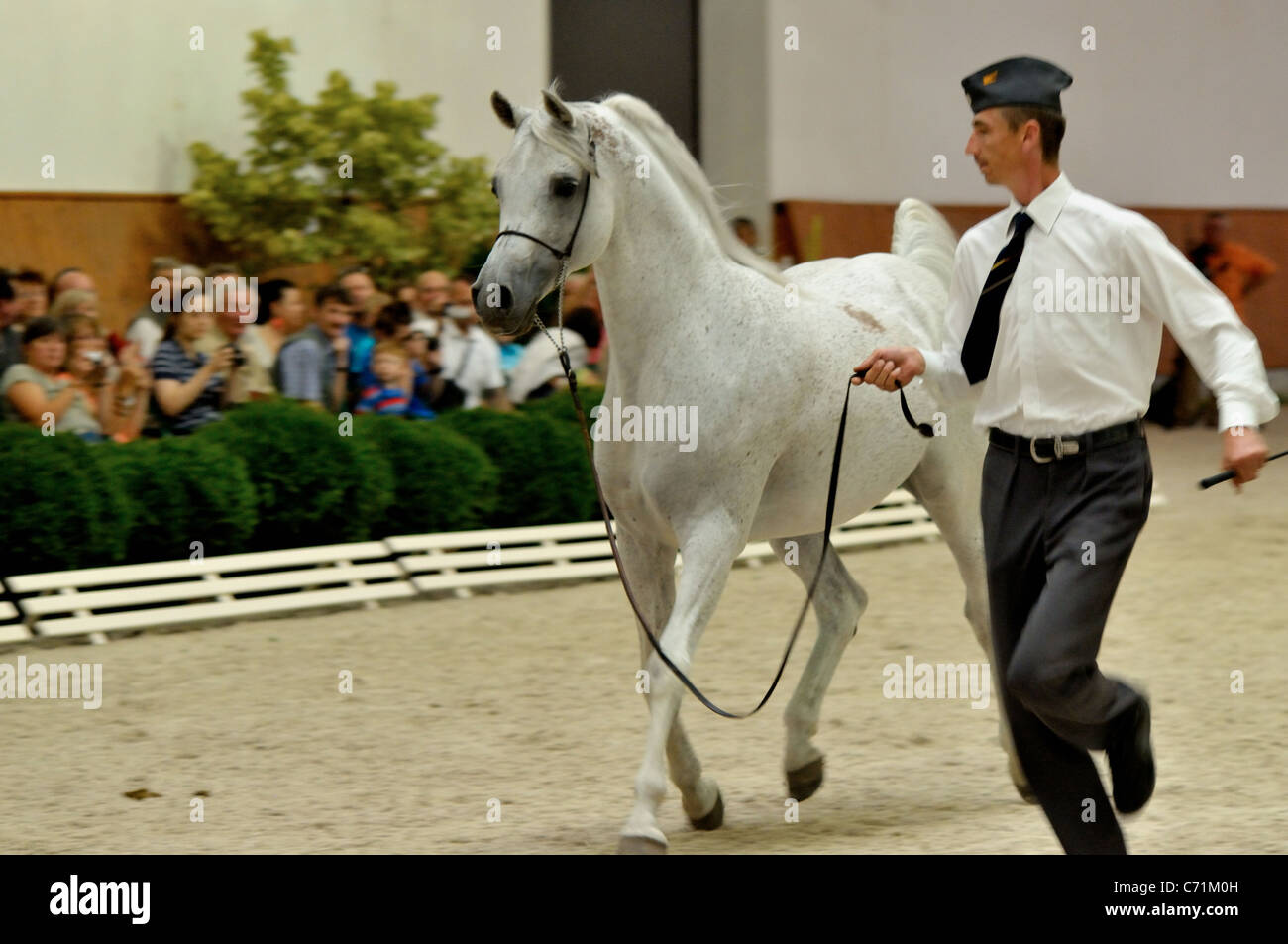 Arabian horse show and Breeding Parade - Michalow Stock Photo - Alamy