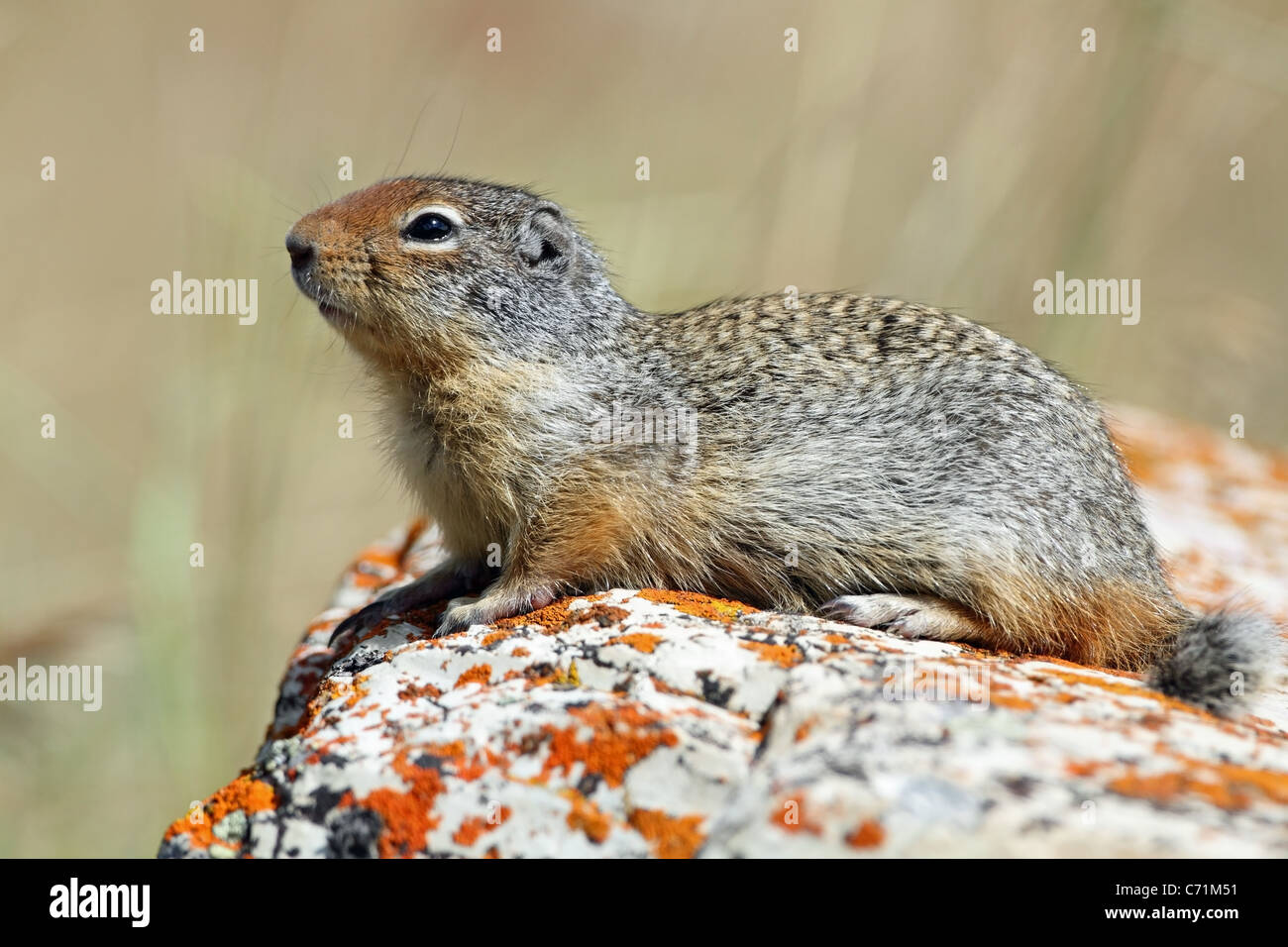 Columbian Ground Squirrel (Spermophilus columbianus) on a Lichen ...