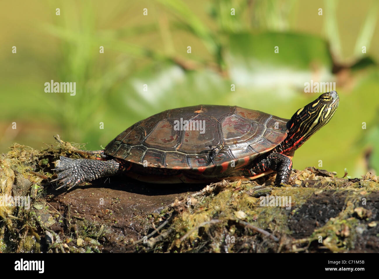 Midland Painted Turtle (Chrysemys picta marginata) Basking on a Log ...