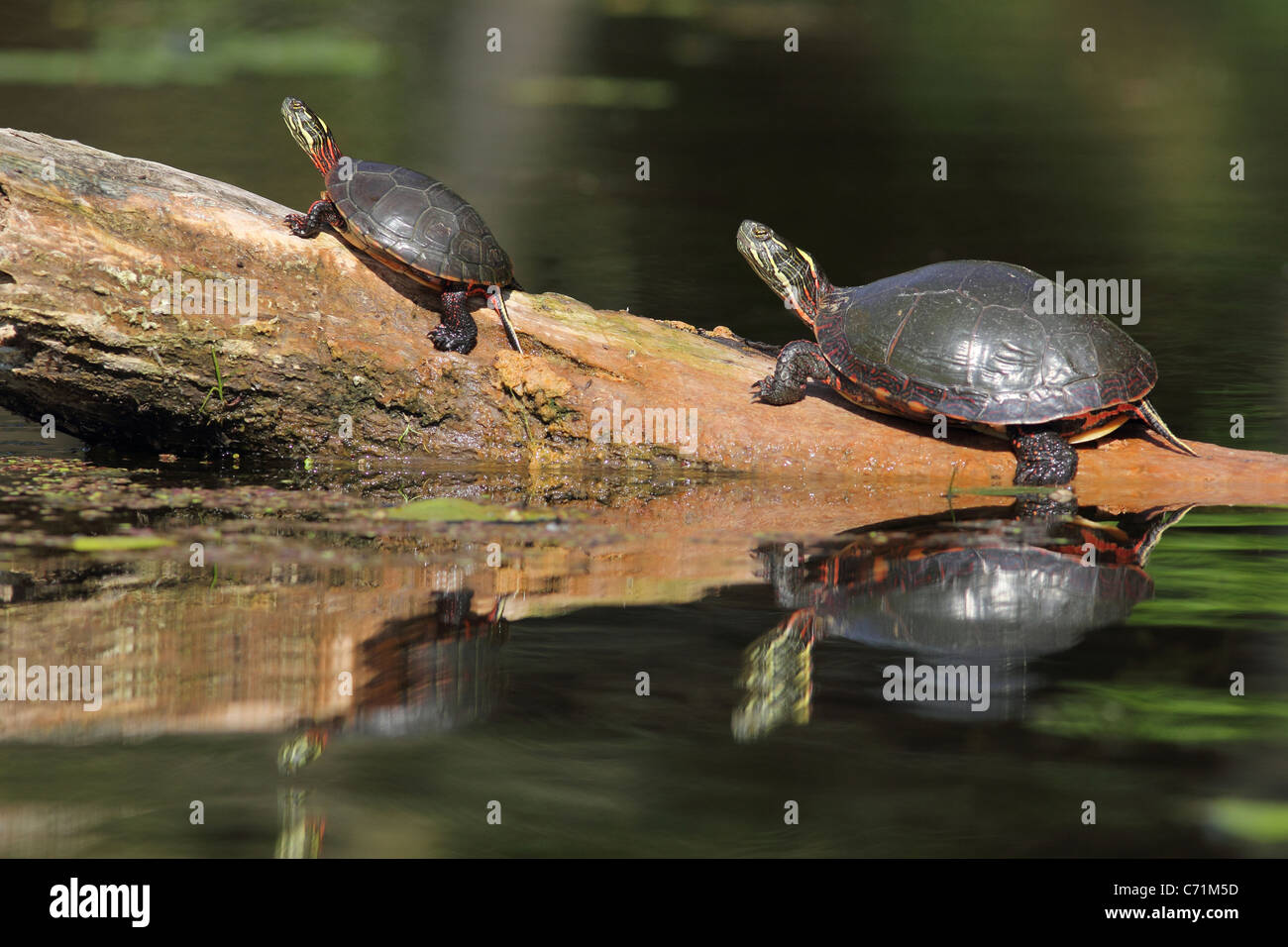 Midland Painted Turtle Laws Ohio