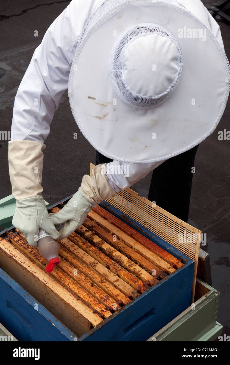 Beehives on roof of Fortnum & Mason, London - applying treatment to ...