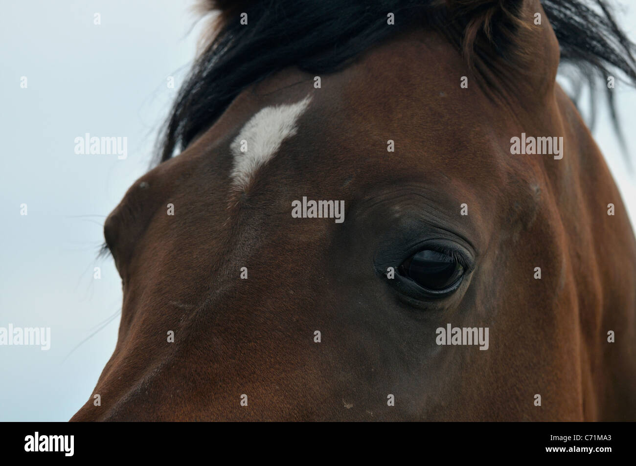 View of the Arabian horse head Stock Photo - Alamy