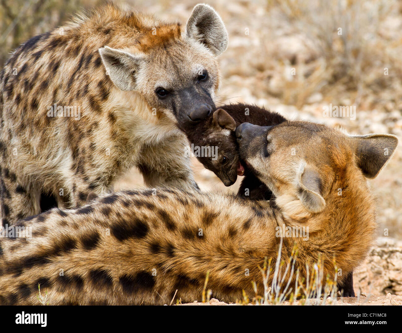 hyena in the Kalahari with puppy Stock Photo - Alamy