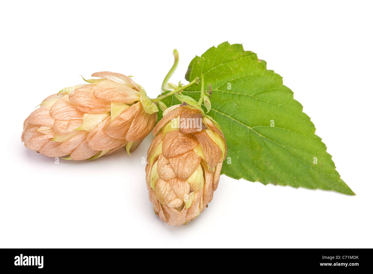 Hop ripe gold plant closeup isolated on white Stock Photo - Alamy