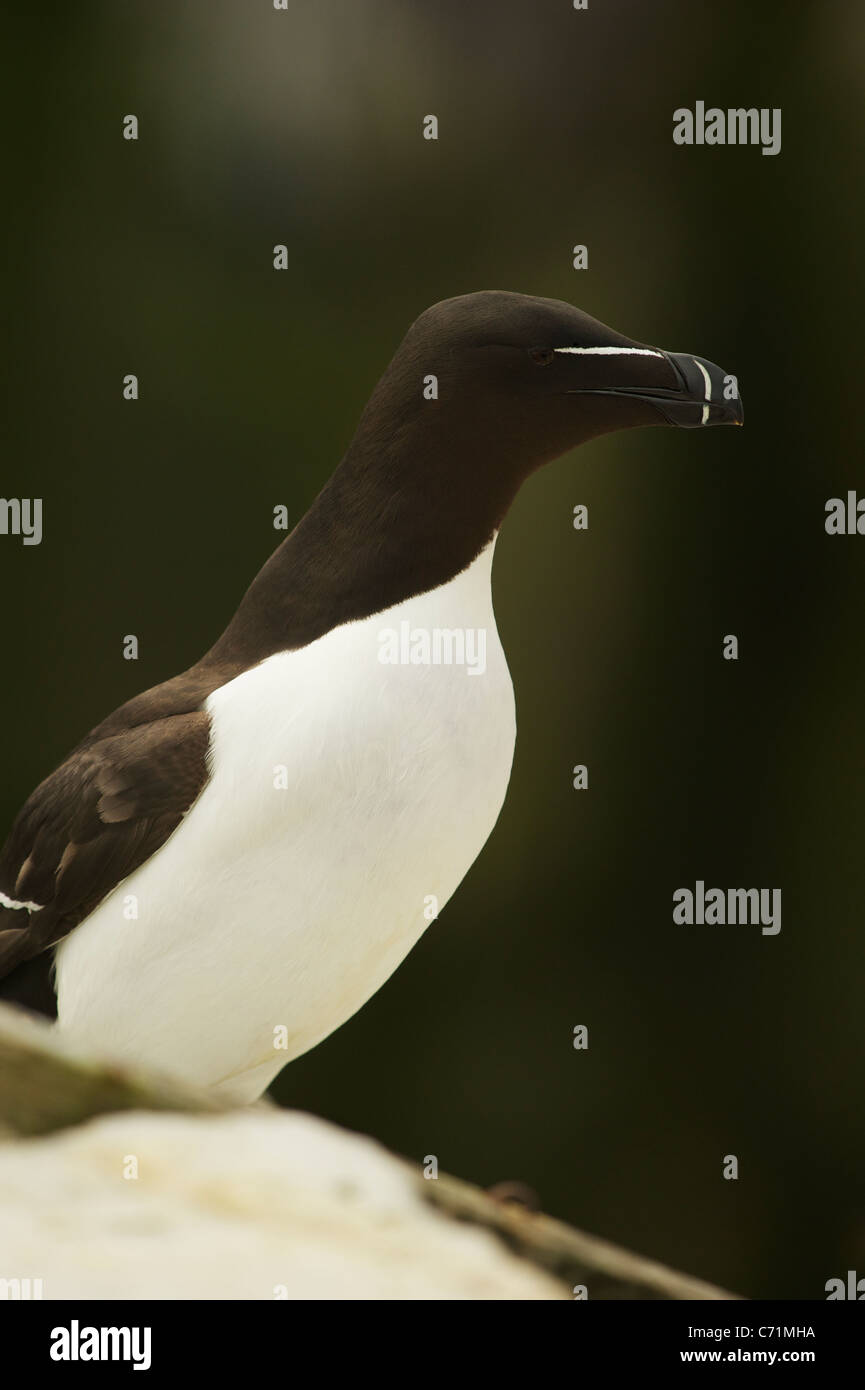 Razorbill (Alca torda) resting on a coastal cliff-top, UK Stock Photo ...