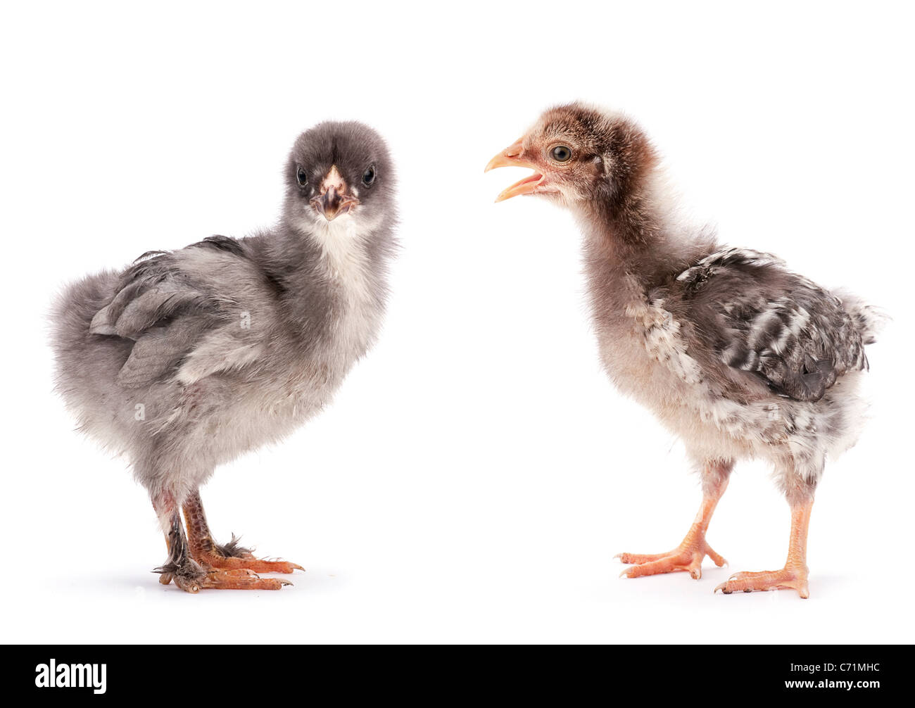 Two baby chicken on white background Stock Photo - Alamy