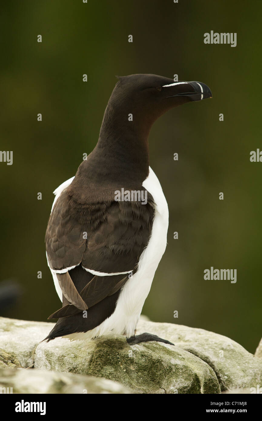 Razorbill (Alca torda) resting on a coastal cliff-top, UK Stock Photo ...