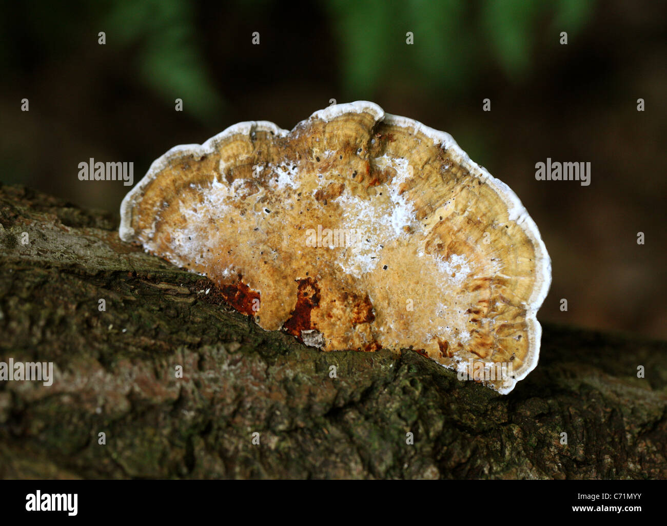 Birch mazegill lenzites betulinus betulina hi-res stock photography and ...