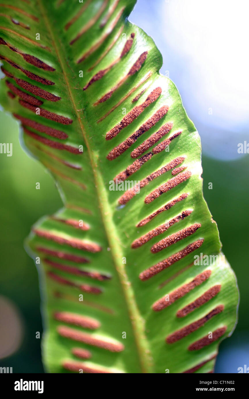 Harts Tongue Fern Asplenium Scolopendrium Stock Photo - Alamy