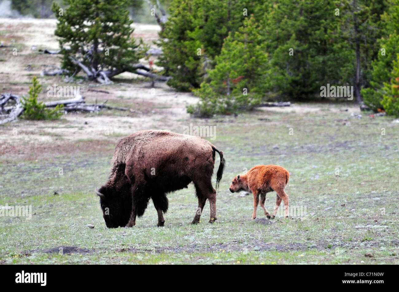 A baby buffalo follows its mother in Yellowstone National Park, Wyoming ...