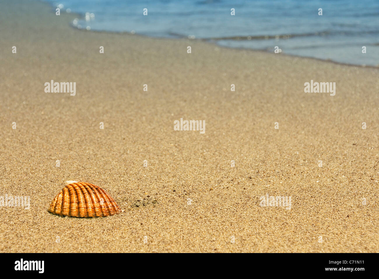 concha en playa Costa del Sol shell on the beach Stock Photo - Alamy