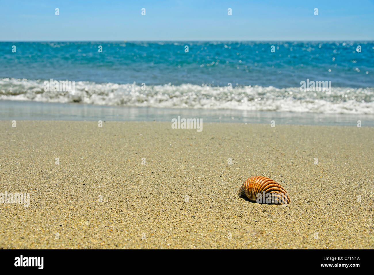 concha en playa Costa del Sol shell on the beach Stock Photo - Alamy