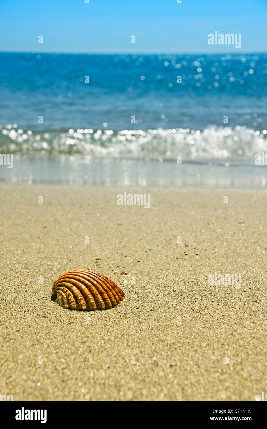 concha en playa Costa del Sol shell on the beach Stock Photo - Alamy