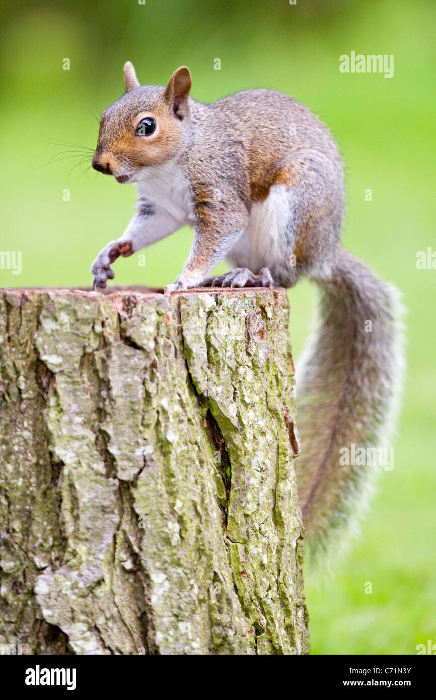 Grey squirrel on tree stump hi-res stock photography and images - Alamy