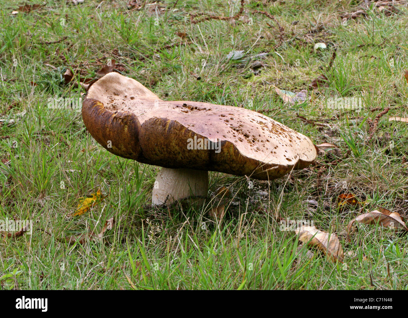 Summer Bolete, Boletus reticulatus, Boletaceae. Large old specimen ...