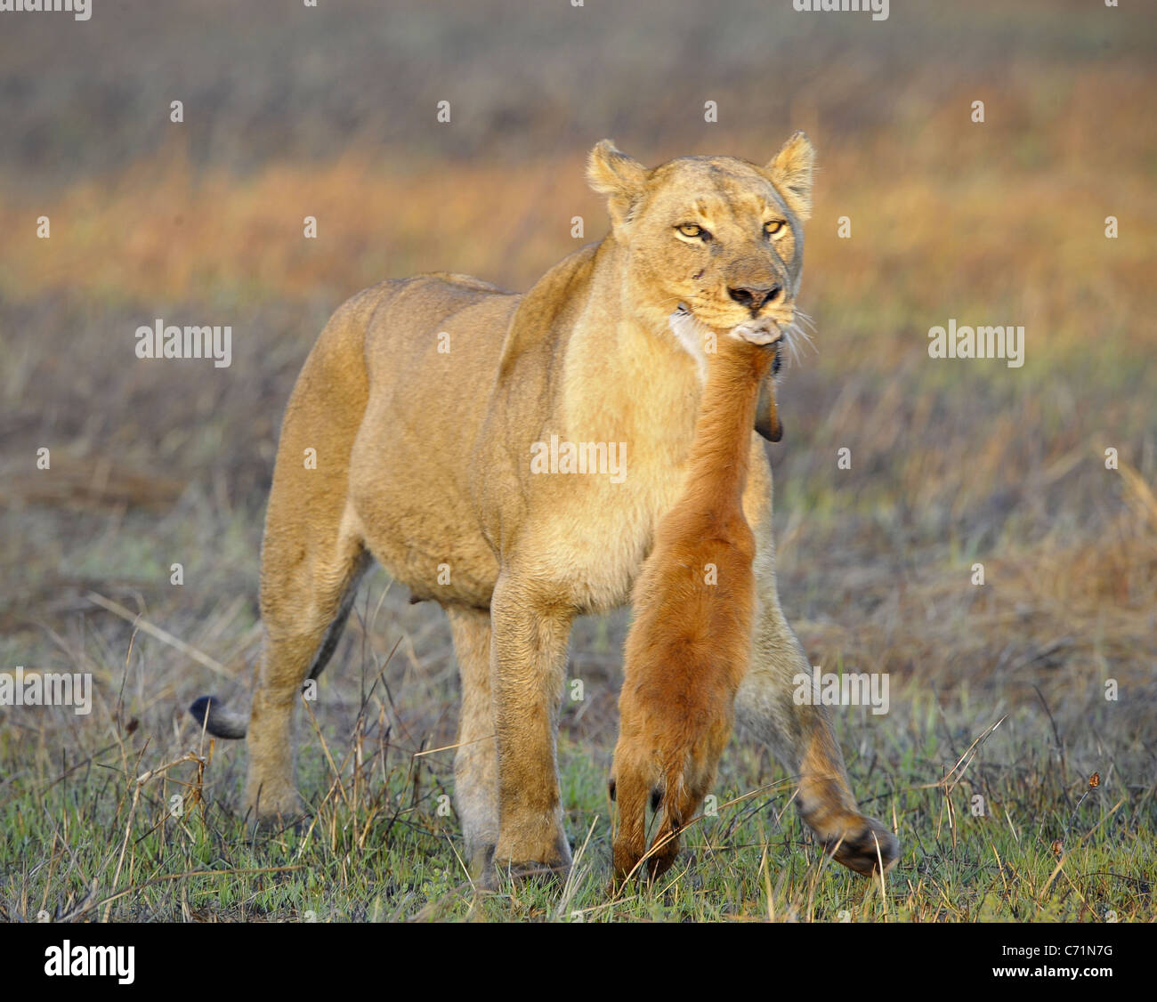 A lioness with new-born antelope prey. The lioness goes on savanna and ...