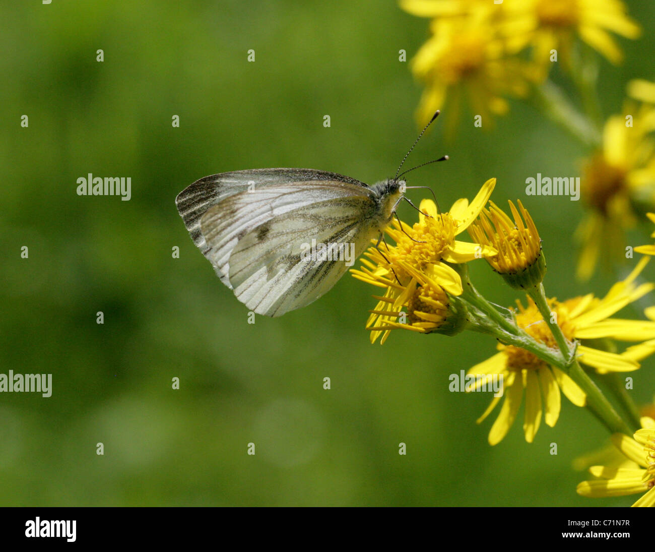 Small White Butterfly on Ragwort. Aka Small Cabbage White Butterfly ...