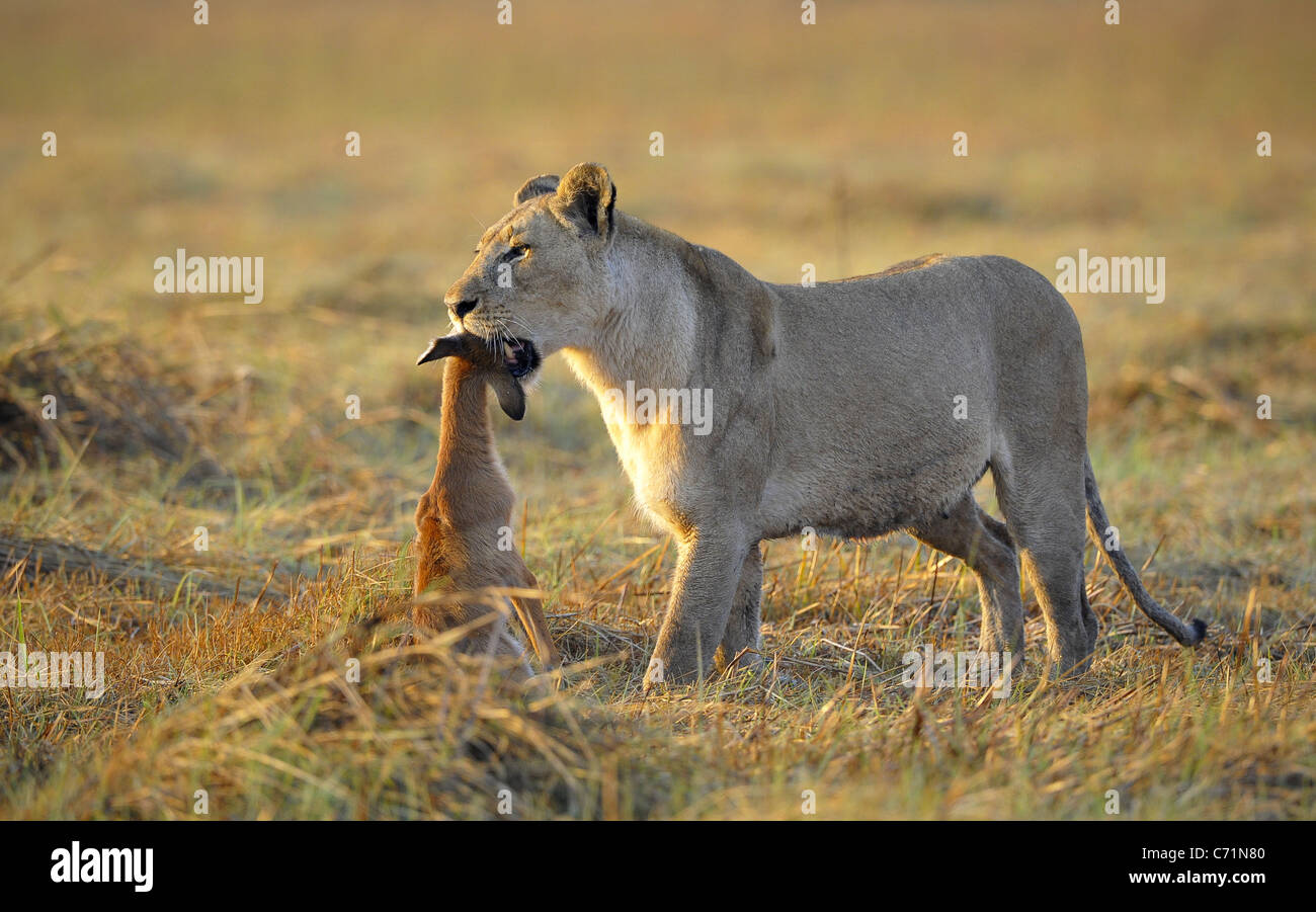 A lioness with new-born antelope prey. The lioness goes on savanna and ...