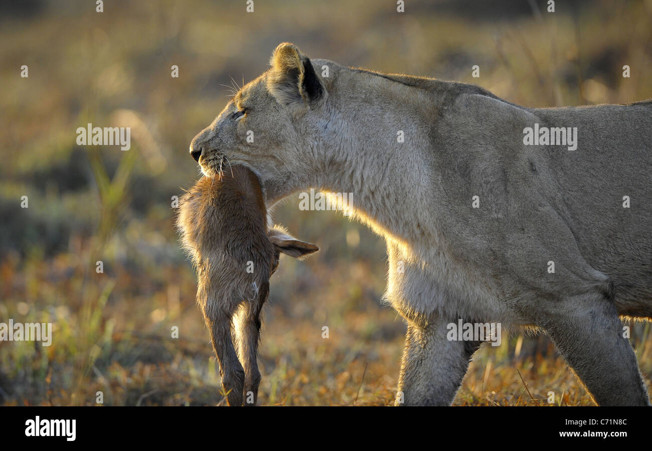 A lioness with new-born antelope prey. The lioness goes on savanna and ...