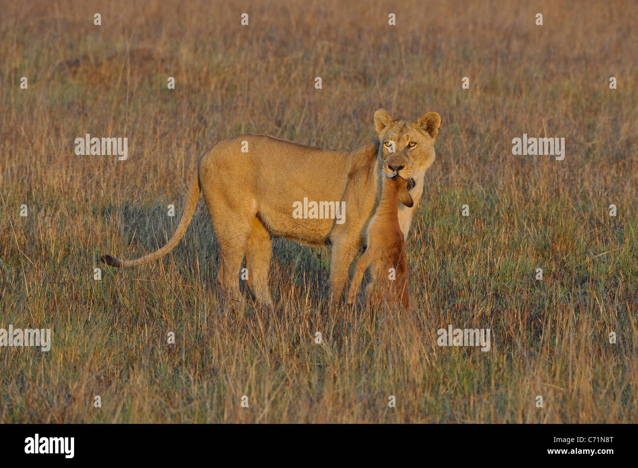 A lioness with new-born antelope prey. The lioness goes on savanna and ...