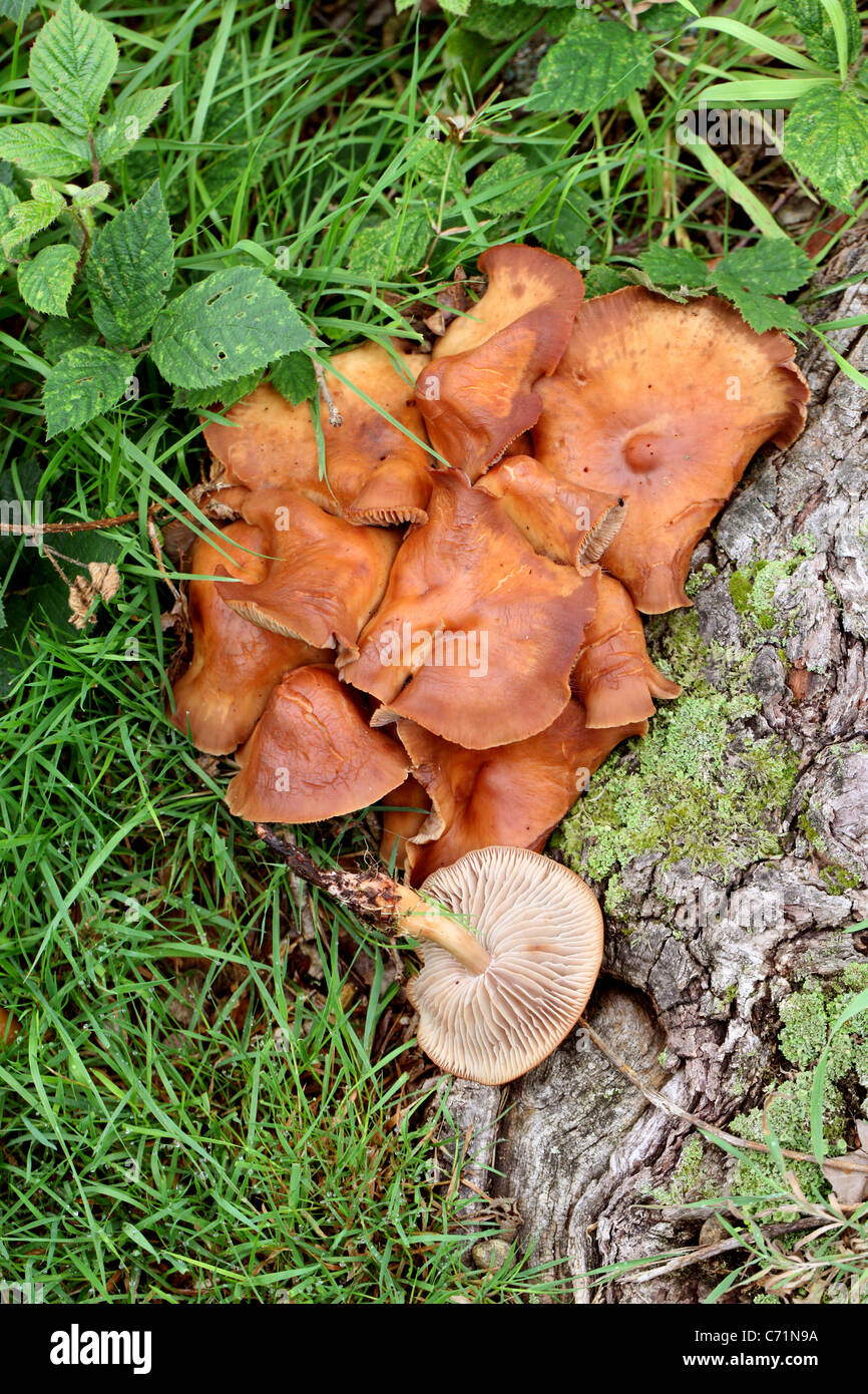 Spindle Toughshank or Spindleshank Fungus, Collybia fusipes ...