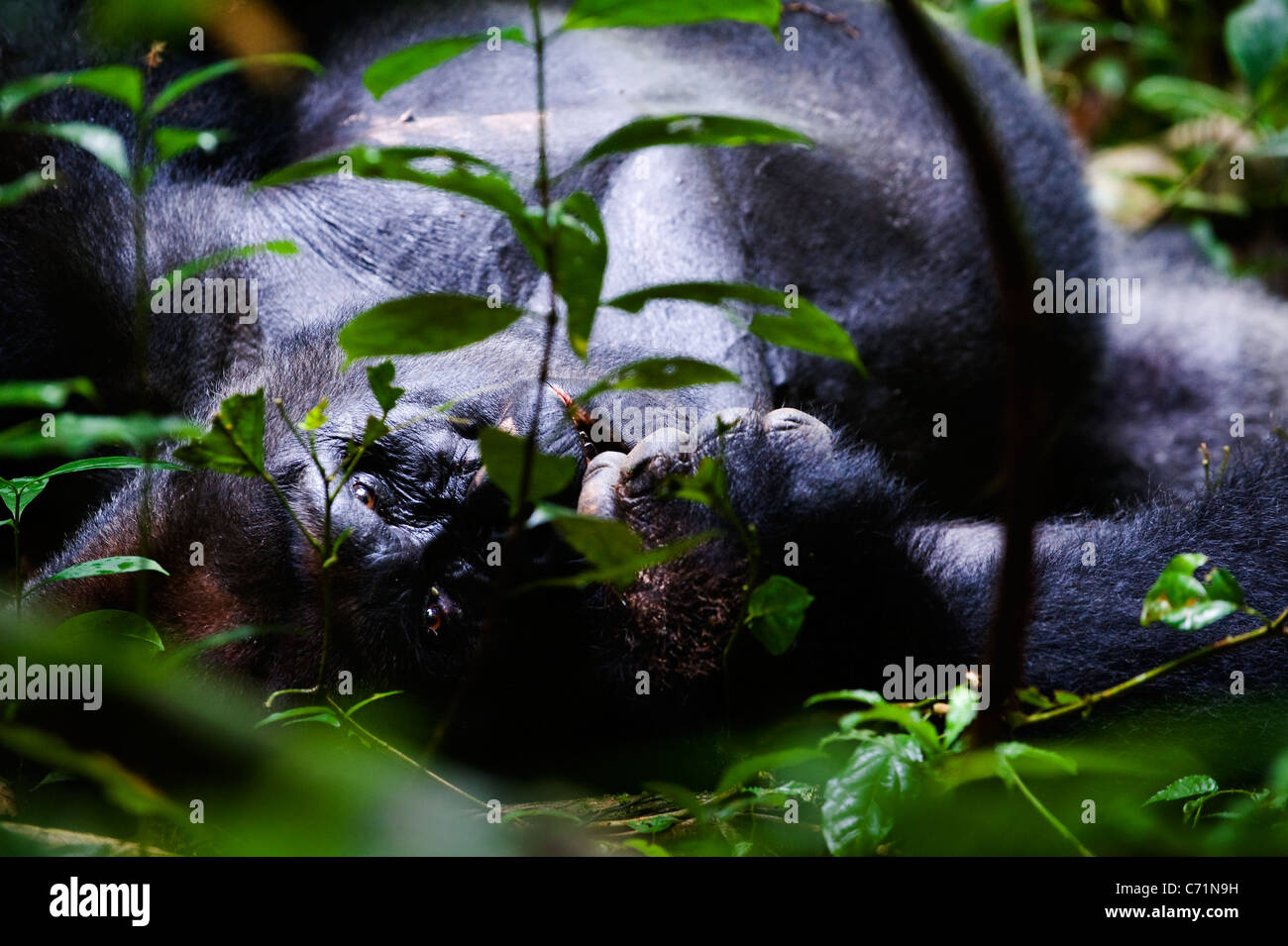 Scary gorilla hi-res stock photography and images - Alamy