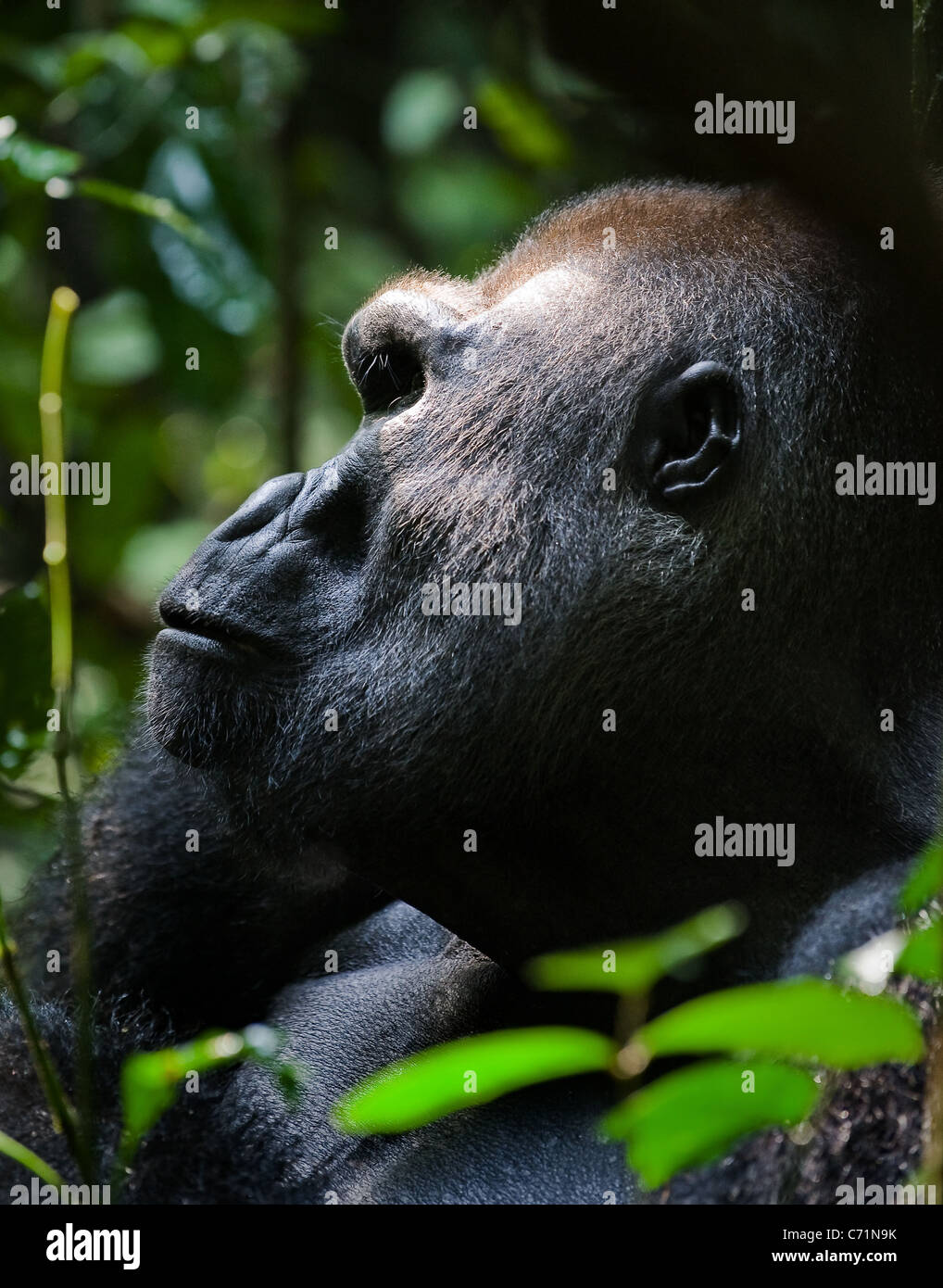 Gorilla leader- Silverback - adult male of a gorilla.Western Lowland ...